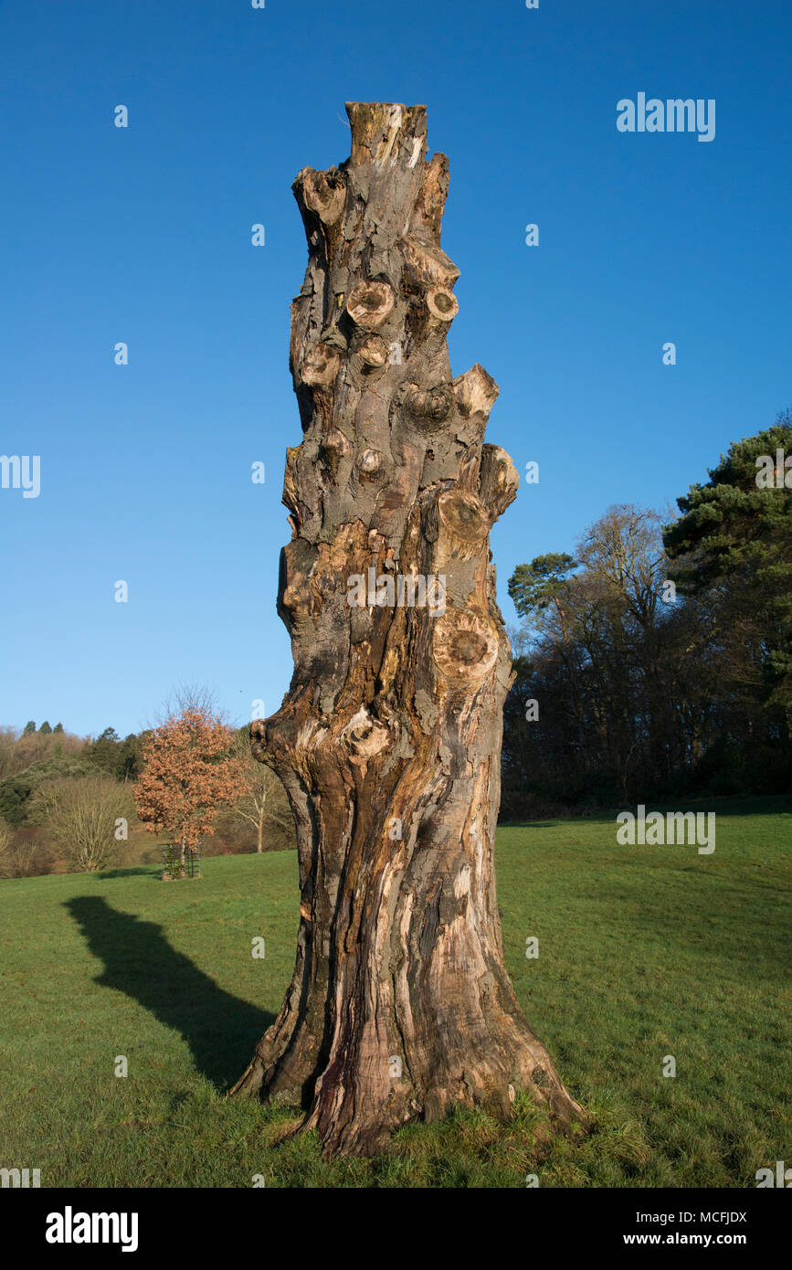 Bristol tree hi-res stock photography and images - Alamy