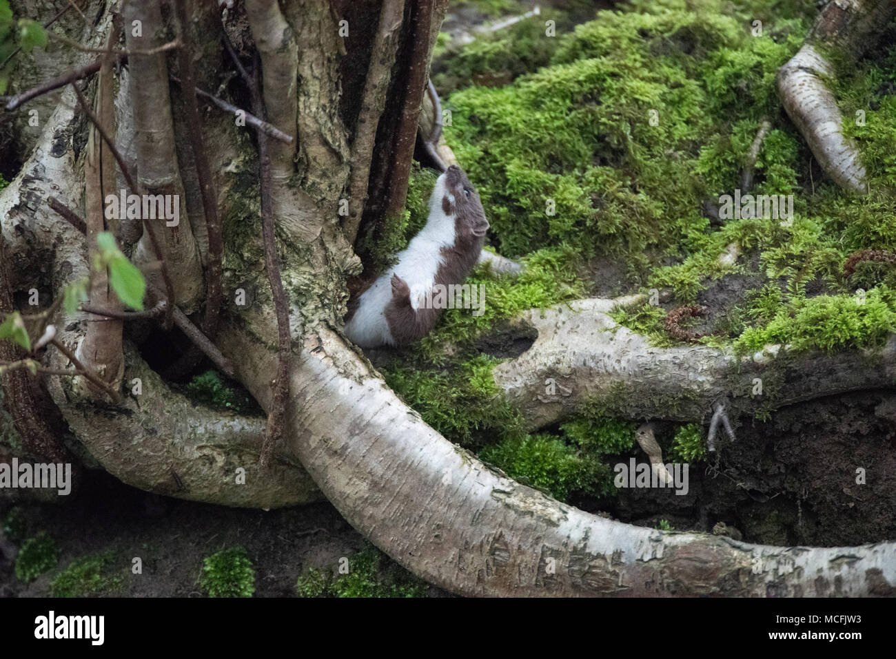 Weasel in lane hi-res stock photography and images - Alamy