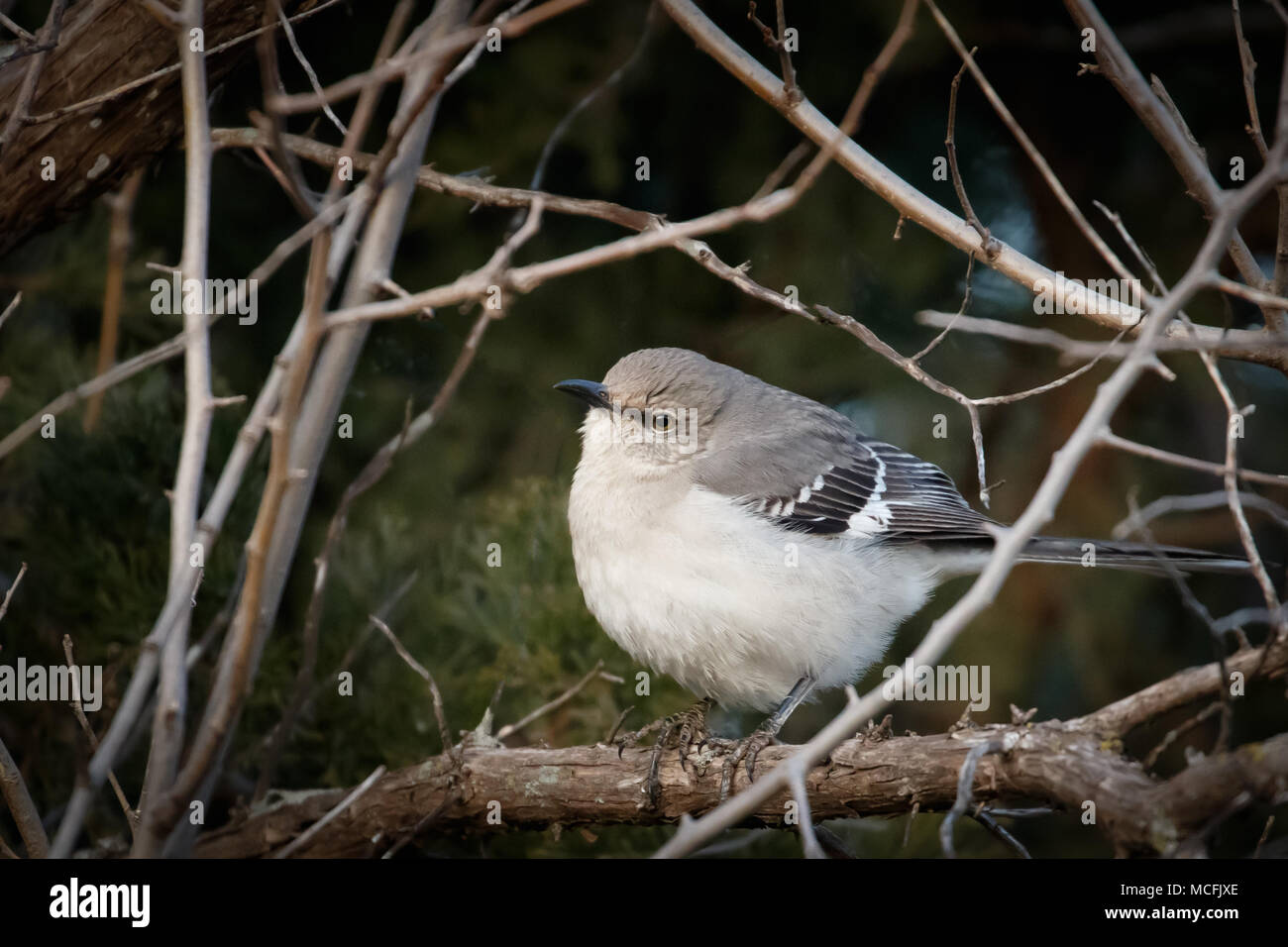A beautiful little Northern Mockingbird (Mimus polyglottos) perched in ...