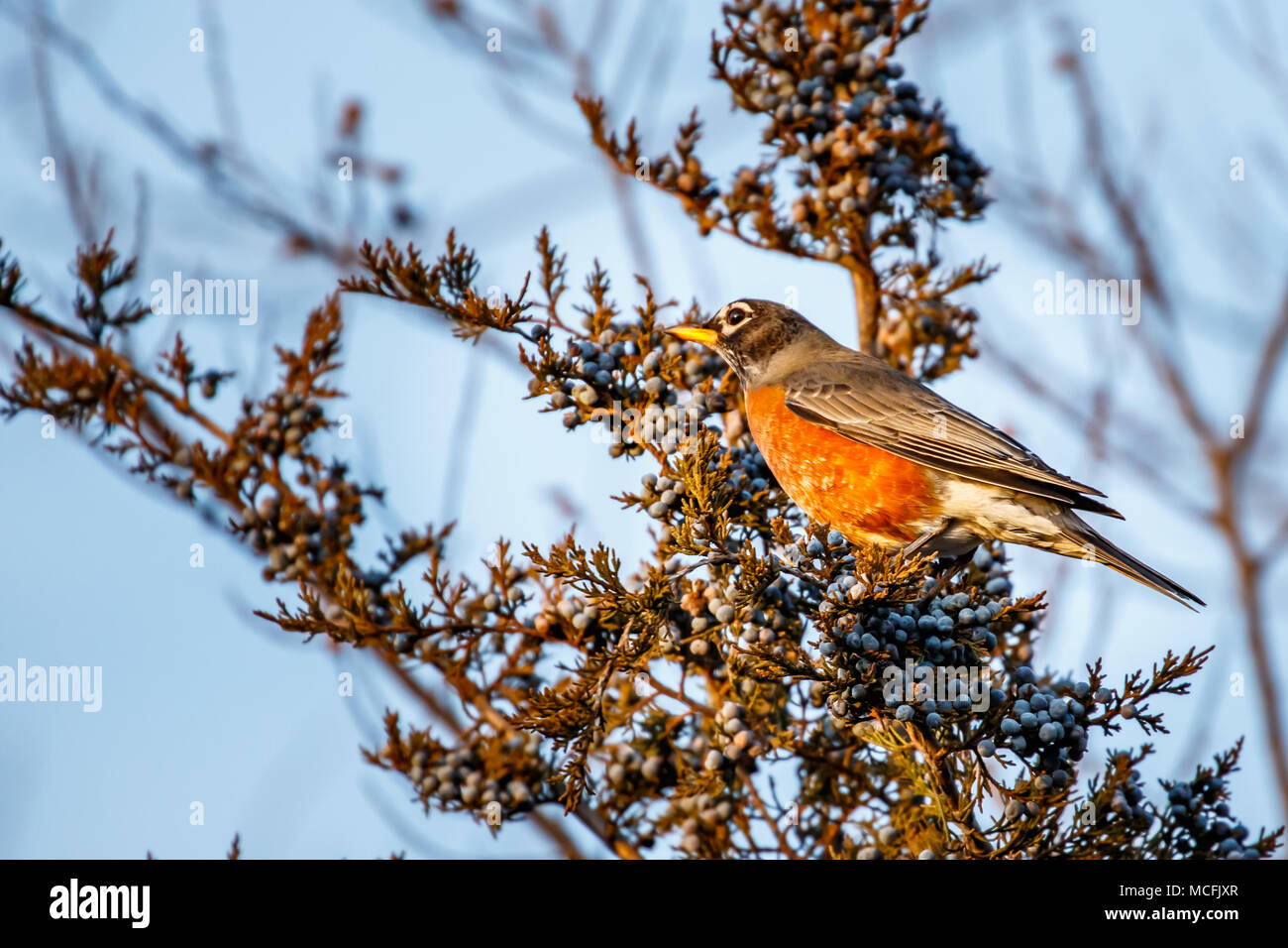 North american red cedar tree hi-res stock photography and images - Alamy