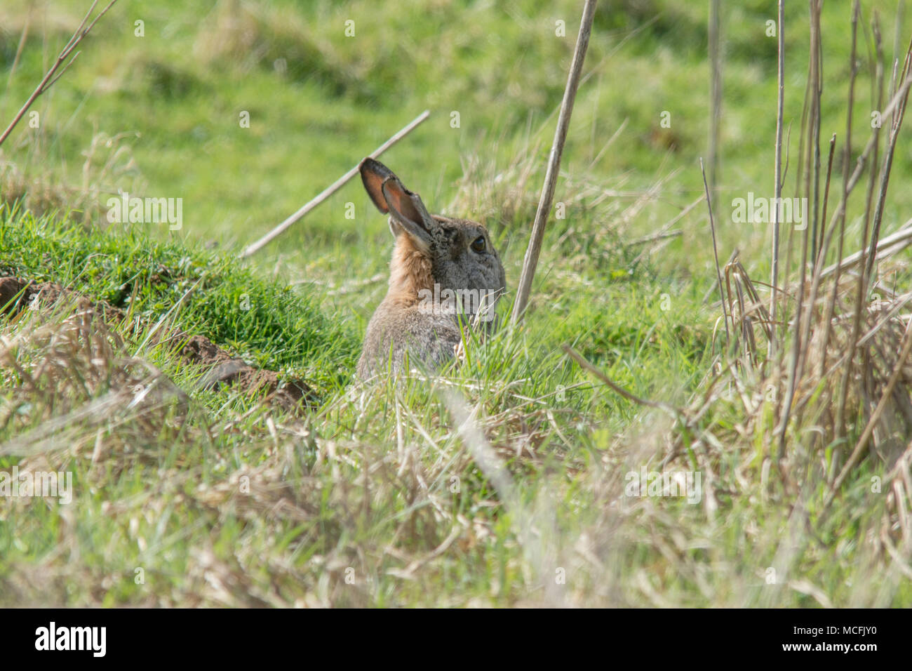 European rabbit burrow hi-res stock photography and images - Alamy