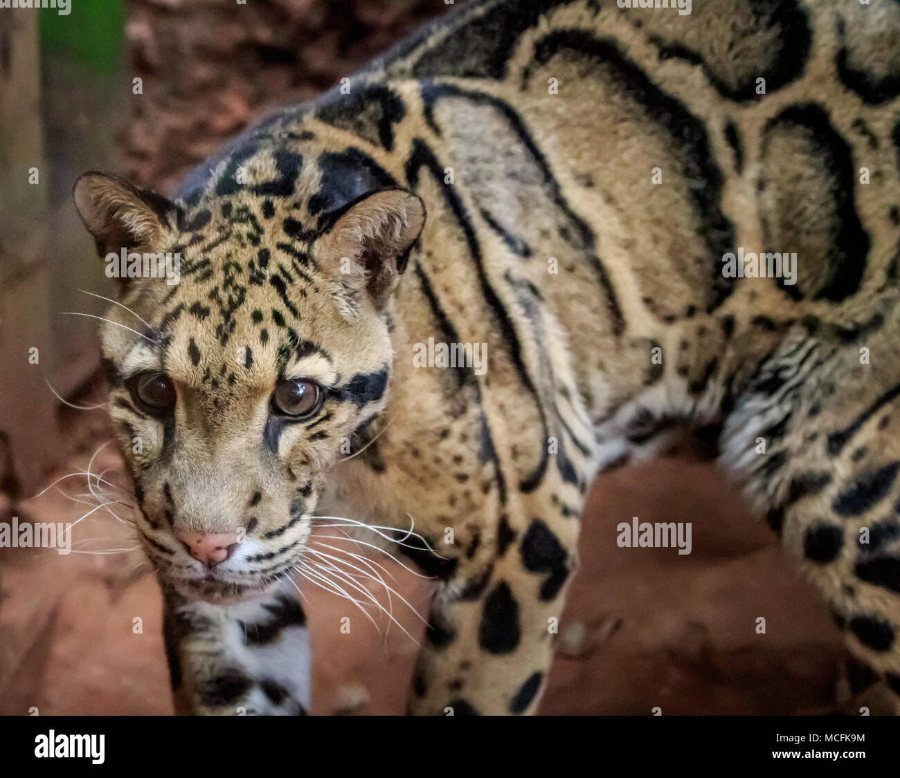 A Clouded Leopard (Neofelis nebulosa) looking impatient and bored Stock ...