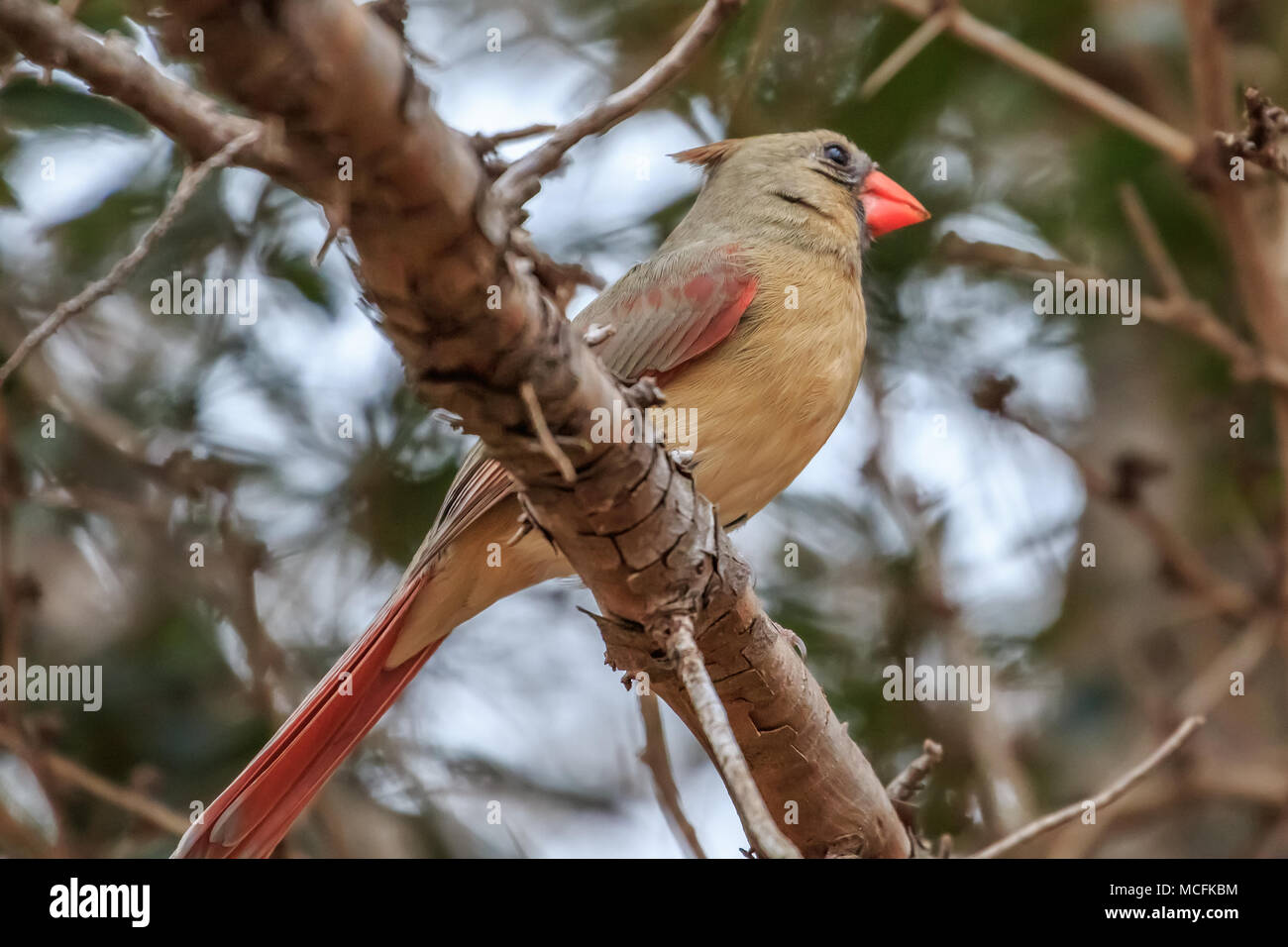A female Northern Cardinal (Cardinalis cardinalis) perched in a bare ...