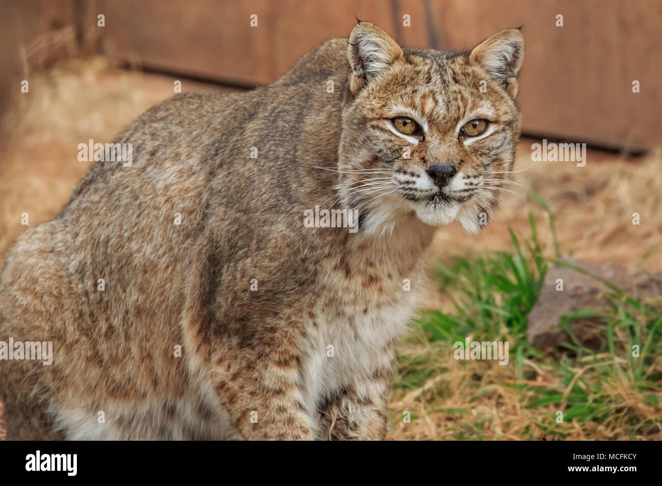 A Bob (Lynx rufus) portrait Stock Photo - Alamy
