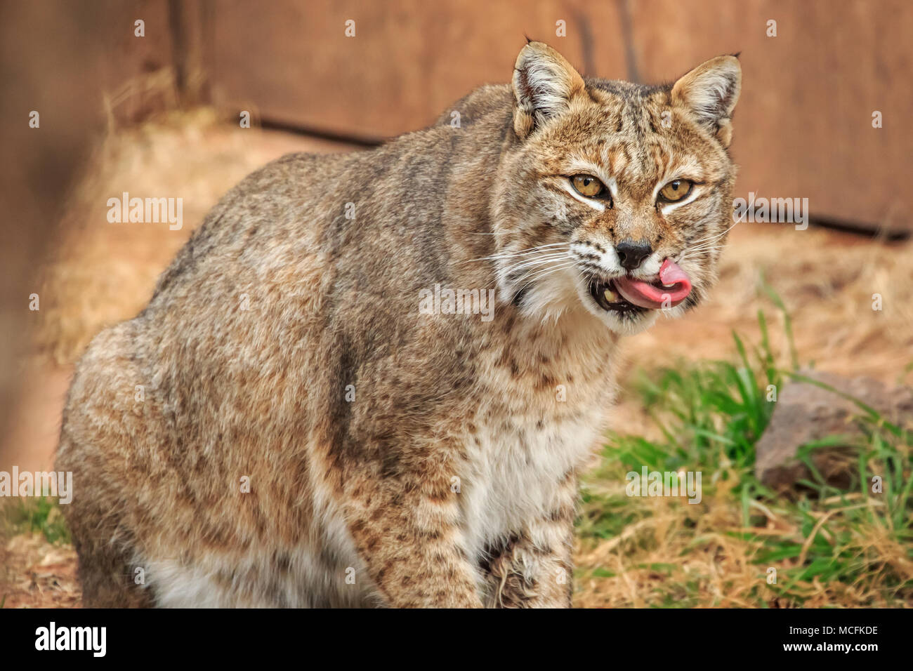 A Bob (Lynx rufus) portrait Stock Photo - Alamy