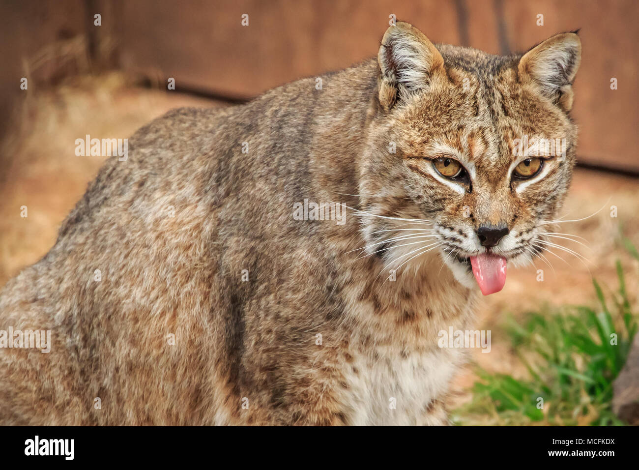 A Bob (Lynx rufus) portrait Stock Photo - Alamy