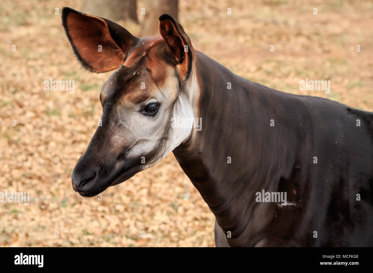 Okapi (Okapia johnstoni) portrait Stock Photo - Alamy