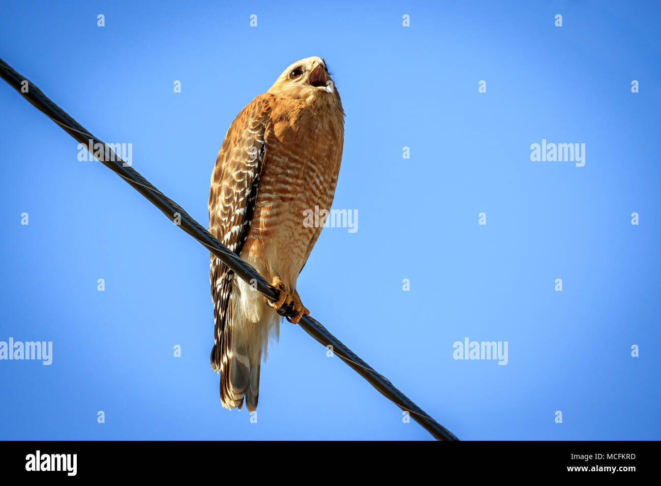 Swamp Hawk High Resolution Stock Photography and Images - Alamy