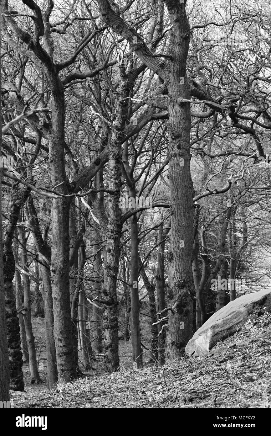 Black and white Trees near Huby, Harrogate, UK Stock Photo - Alamy