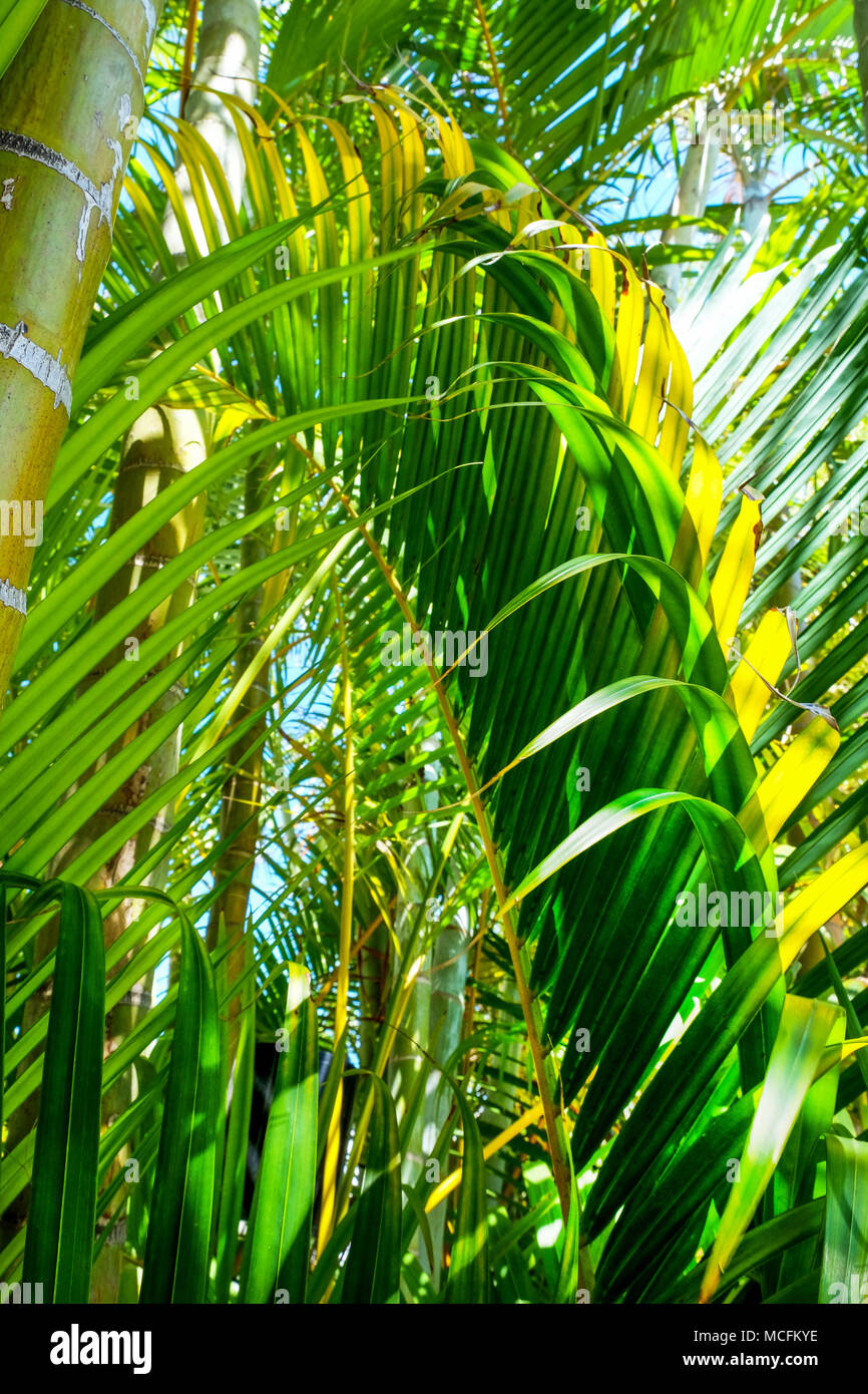 Bamboo tree and green tropical fan like leaves looking up the tree with ...