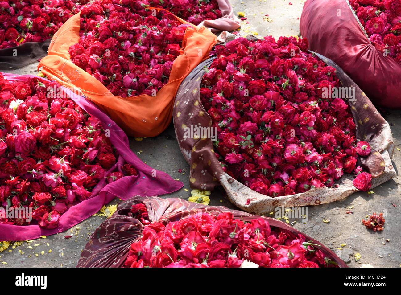 Indian roses hi-res stock photography and images - Alamy