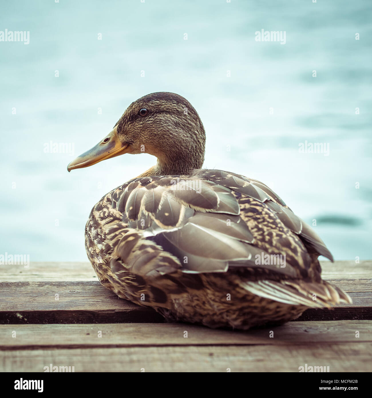 Wild female duck (mallard) by the lake Stock Photo - Alamy