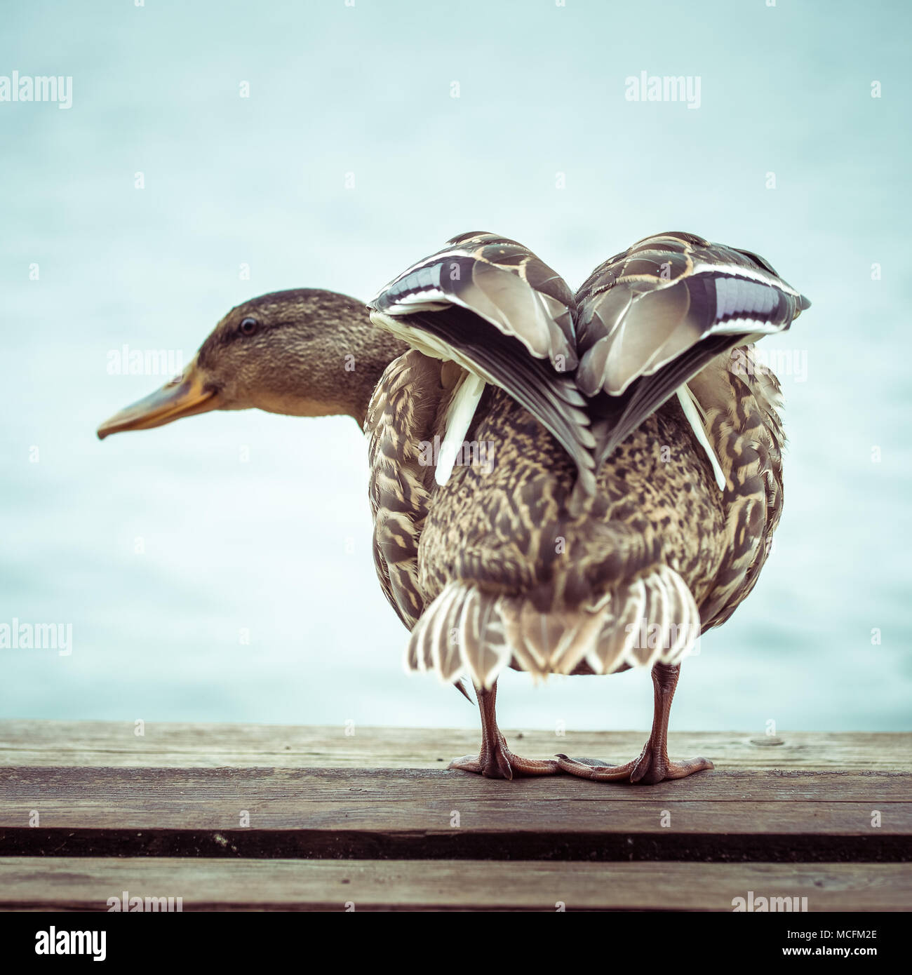 Wild female duck (mallard) by the lake with heart shape in her wings ...