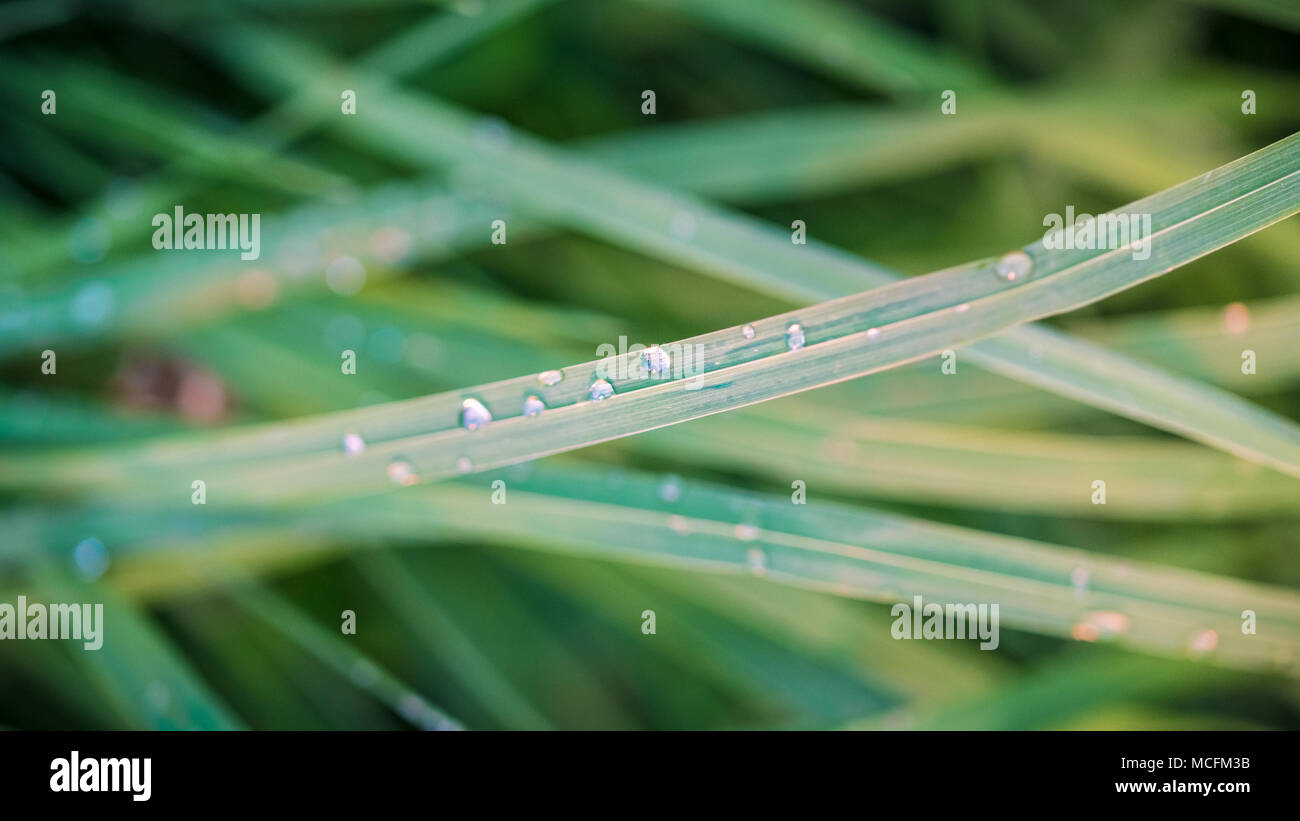 Grass water photography hi-res stock photography and images - Alamy