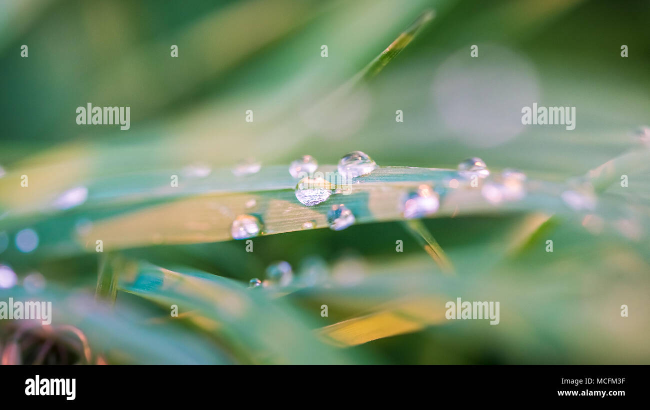 Little drops of water hi-res stock photography and images - Alamy
