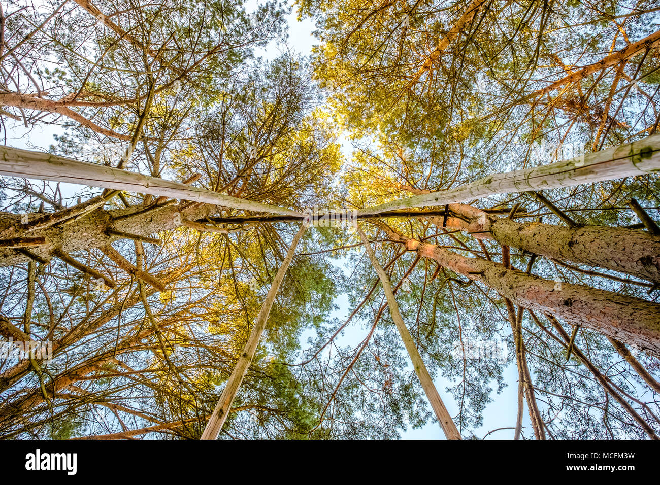 Tree top view of forest ground hi-res stock photography and images - Alamy