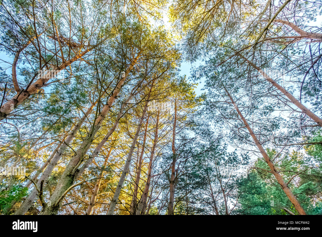 Trees from ground hi-res stock photography and images - Alamy