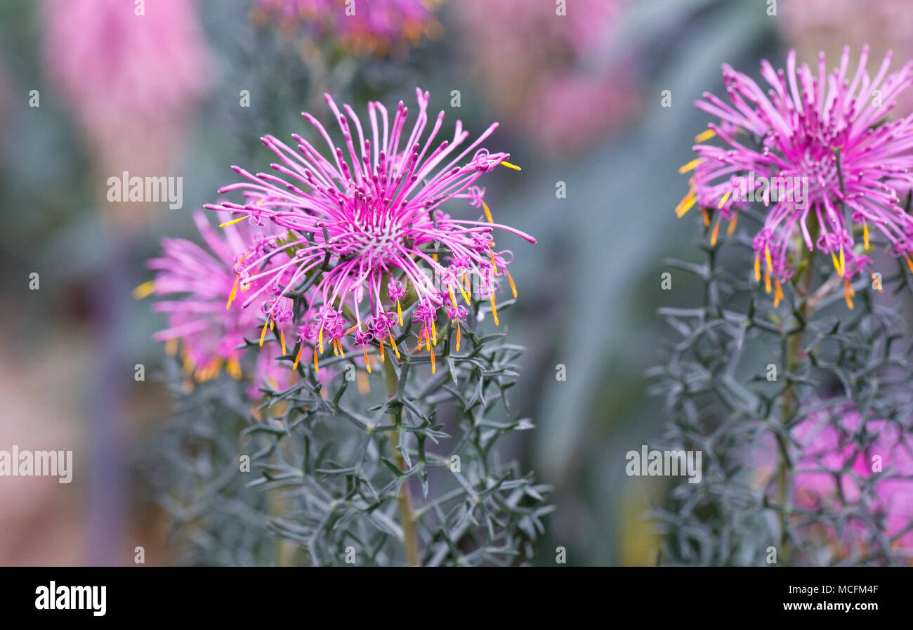 Isopogon formosus. Rose Cone Flower in a protected environment Stock ...
