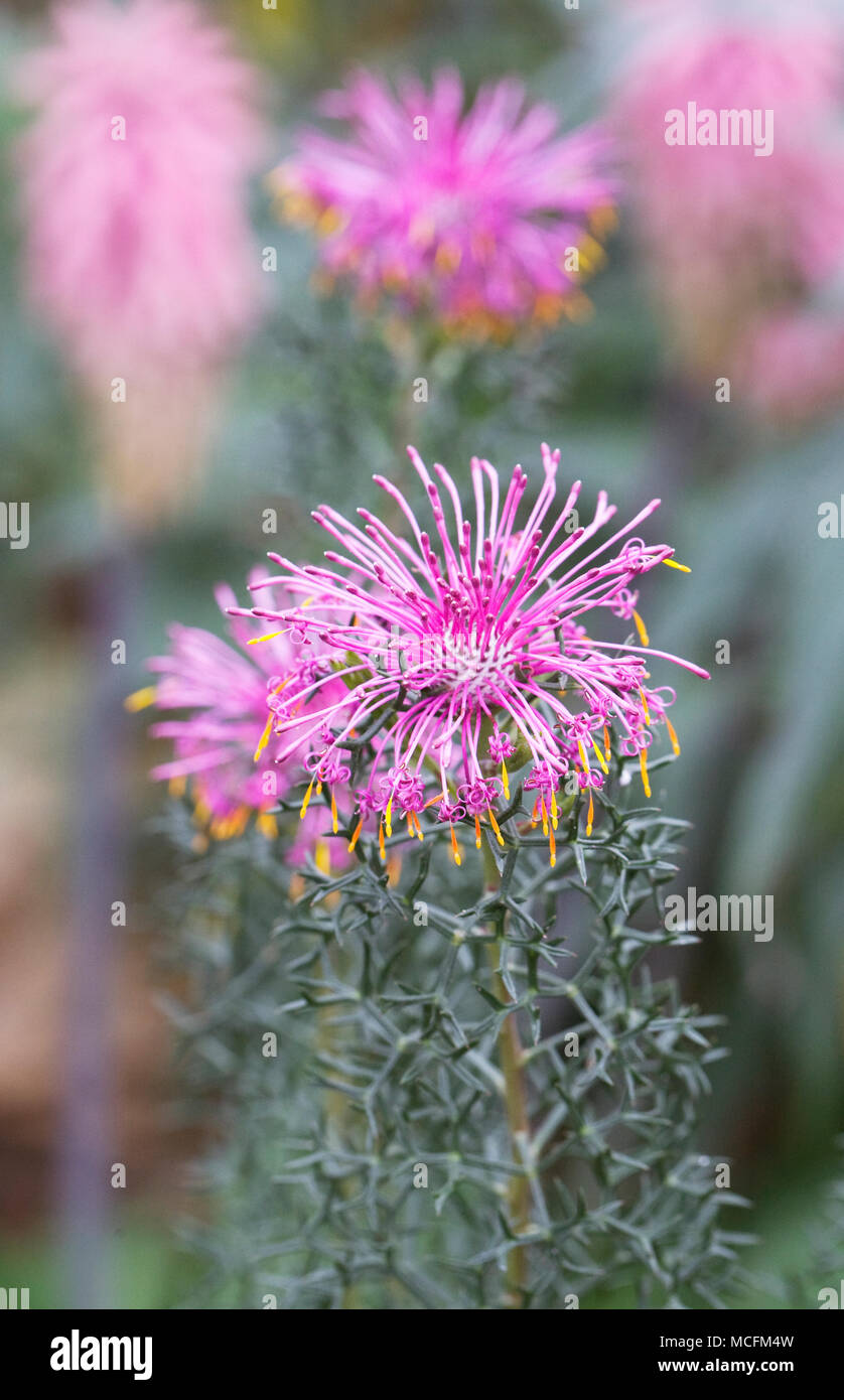 Cone flower hi-res stock photography and images - Alamy