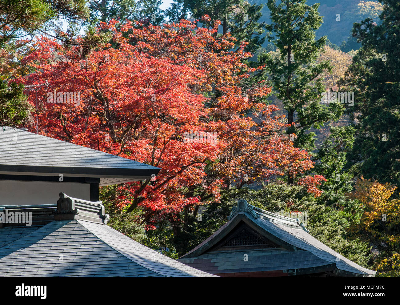 Wonderful foliage in the Shoyo-en japanese garden in Nikko Stock Photo ...