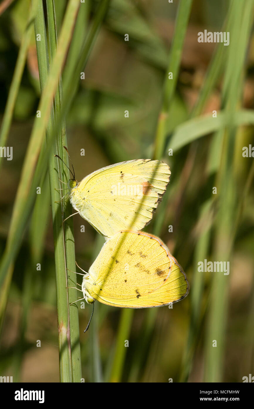 03104-002.04 Little Yellow (Eurema lisa) male & female mating, Prairie Ridge SNA, Marion Co. IL ...