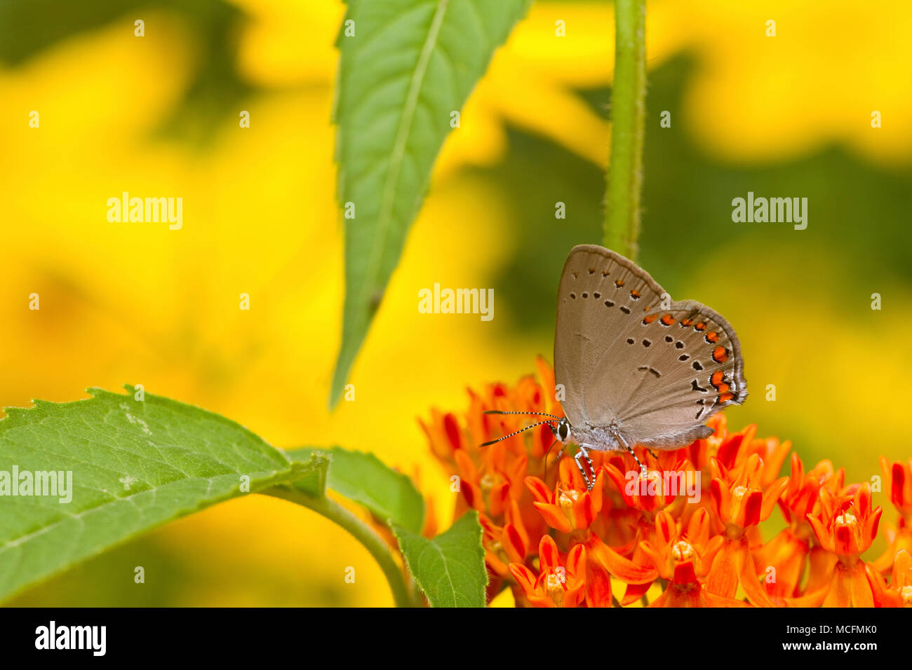 Coral butterflies hi-res stock photography and images - Alamy