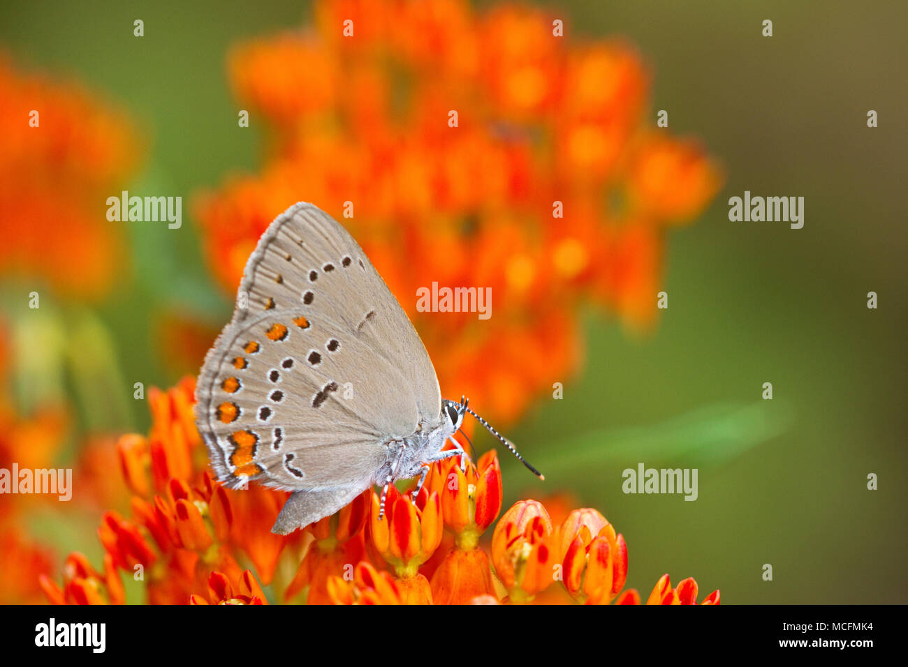 03152-00607 Coral Hairstreak butterfly (Satyrium titus) on Butterfly ...
