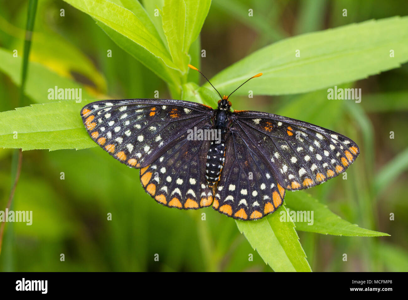 Baltimore checkerspot butterfly hi-res stock photography and images - Alamy
