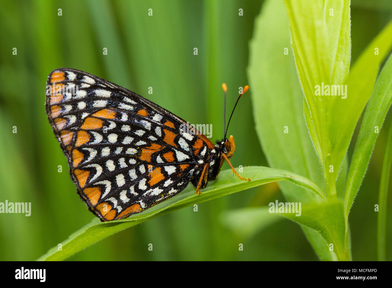 Checkerspot hi-res stock photography and images - Alamy