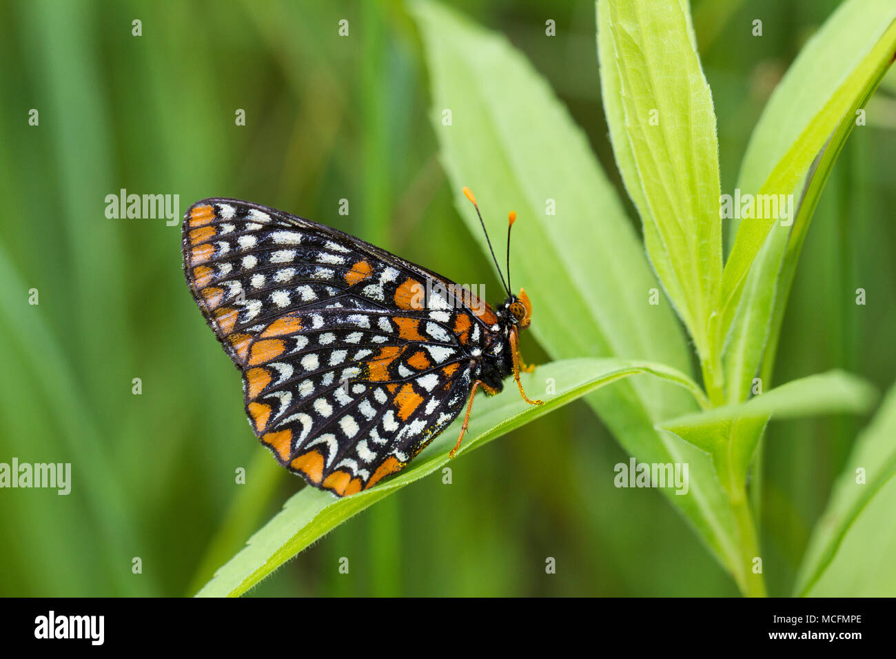 Baltimore checkerspot butterfly hi-res stock photography and images - Alamy