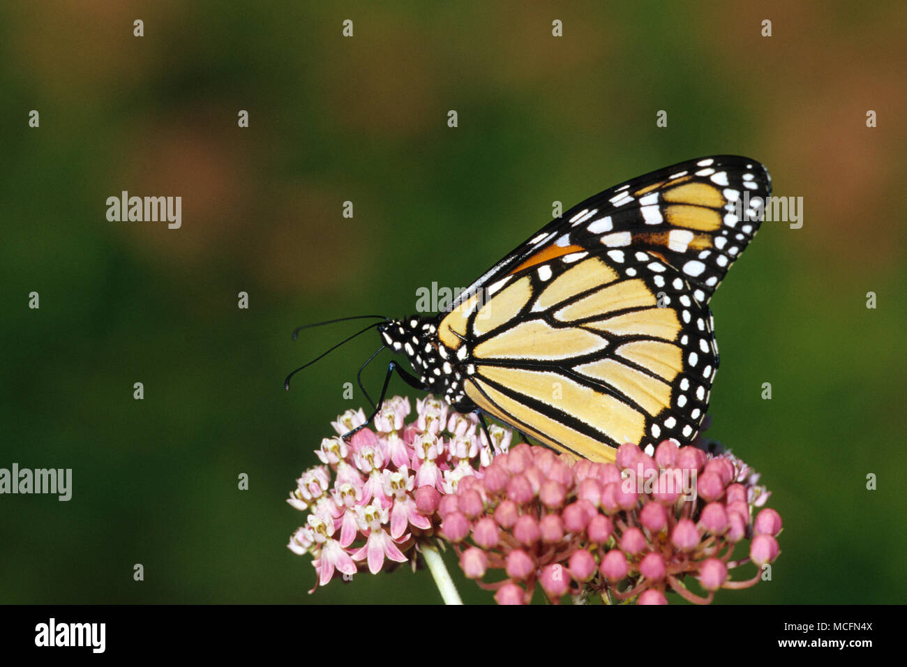 03536-02011 Monarch butterfly (Danaus plexippus) on Swamp Milkweed ...