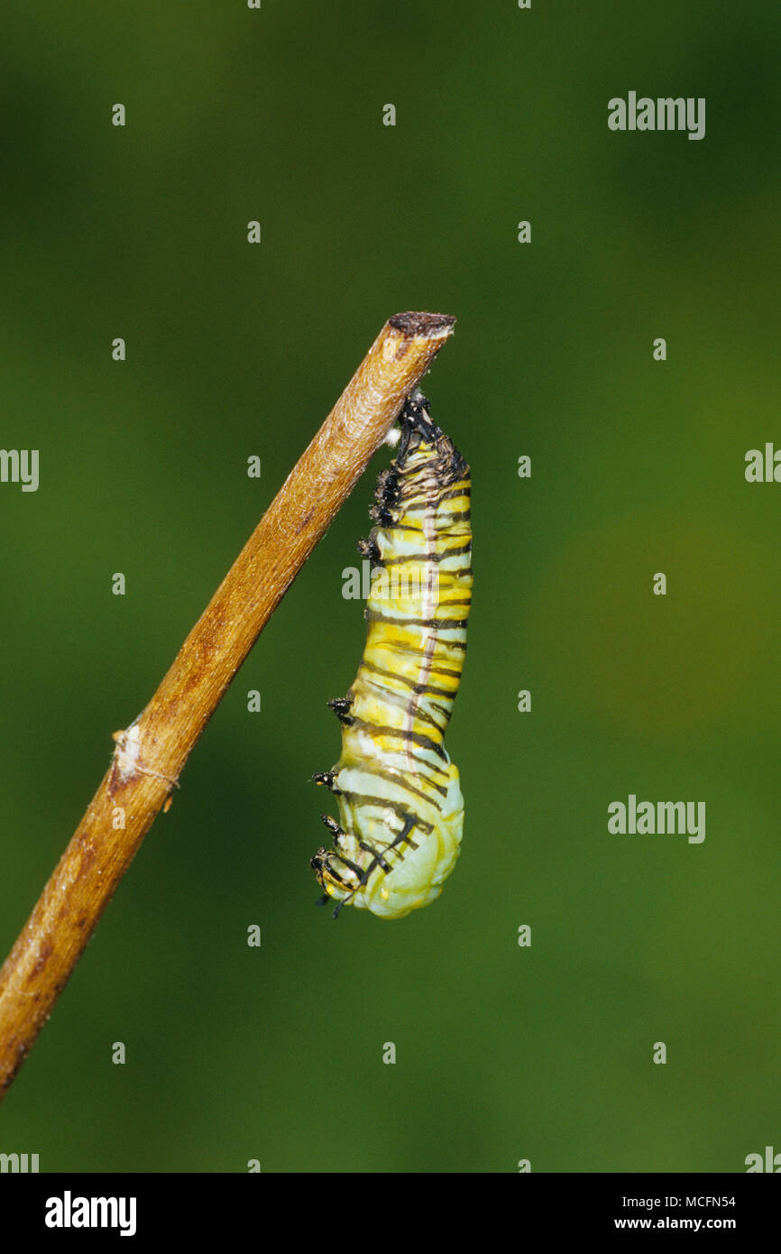 03536-02620 Monarch (Danaus plexippus) larva (caterpillar) pupating ...