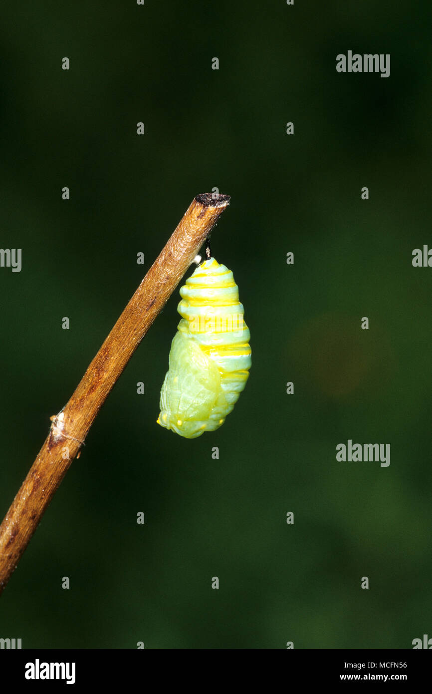03536-02816 Monarch (Danaus plexippus) larva (caterpillar) pupating ...