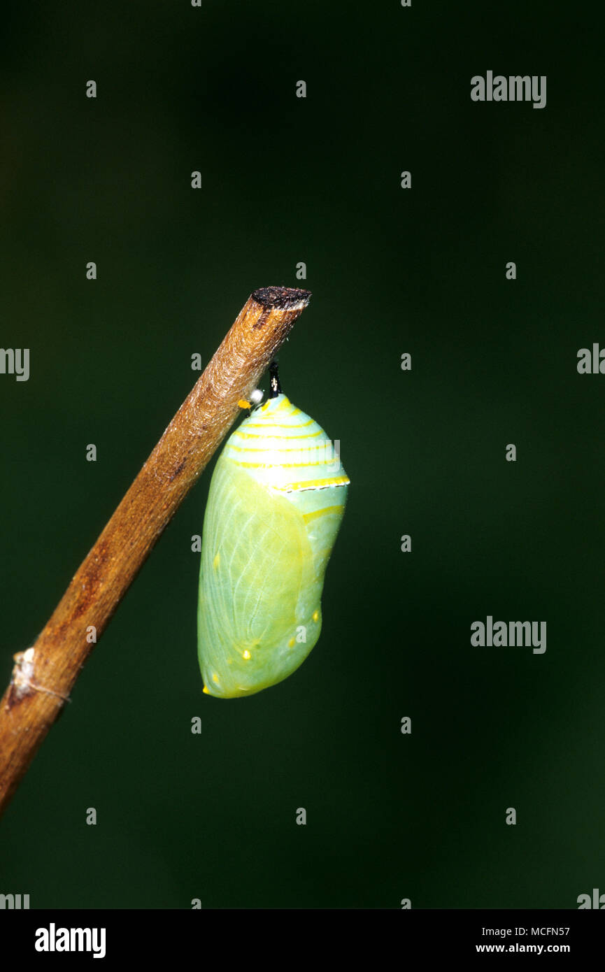 Monarch caterpillar pupating hi-res stock photography and images - Alamy