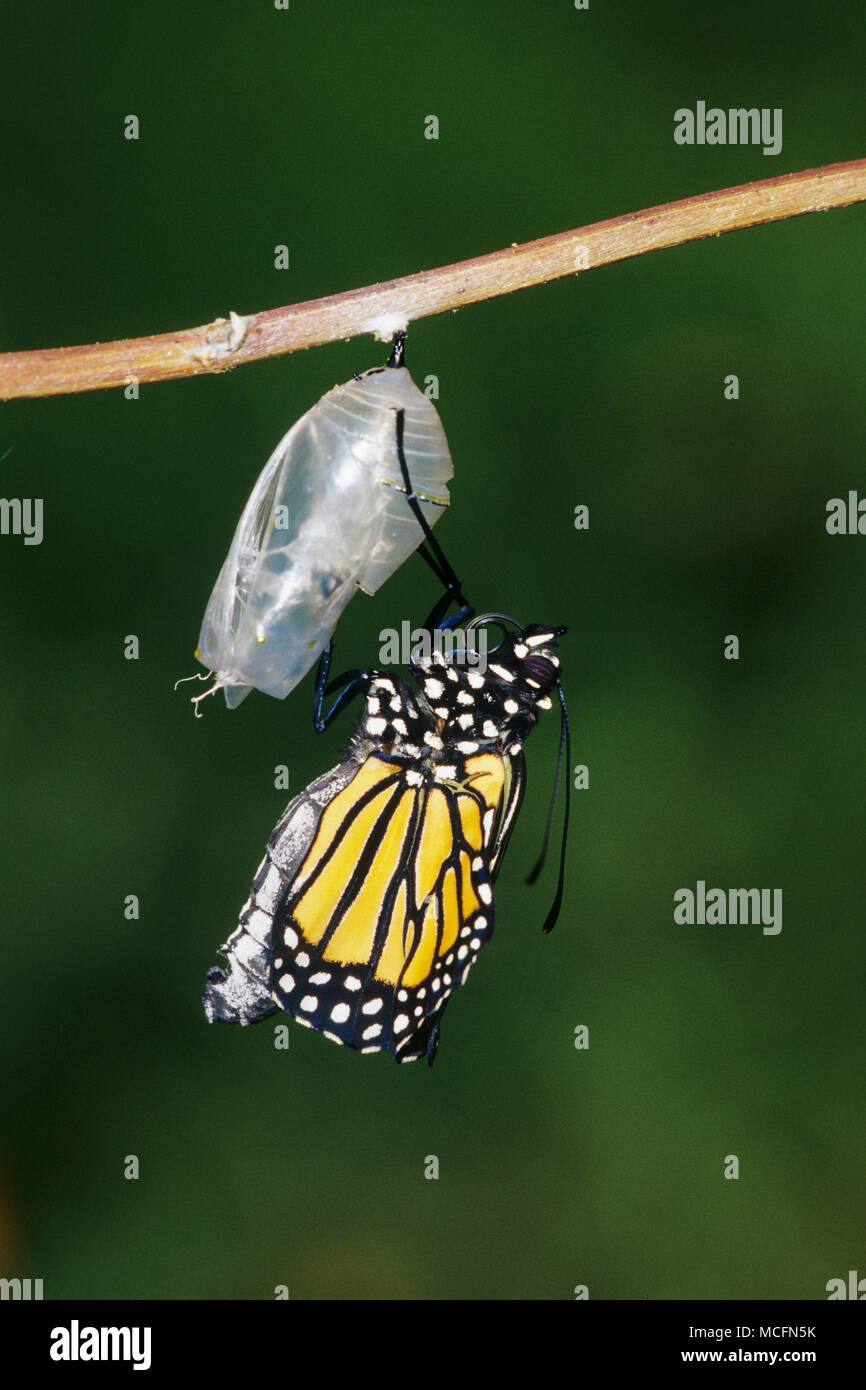 Monarch caterpillar pupating hi-res stock photography and images - Alamy