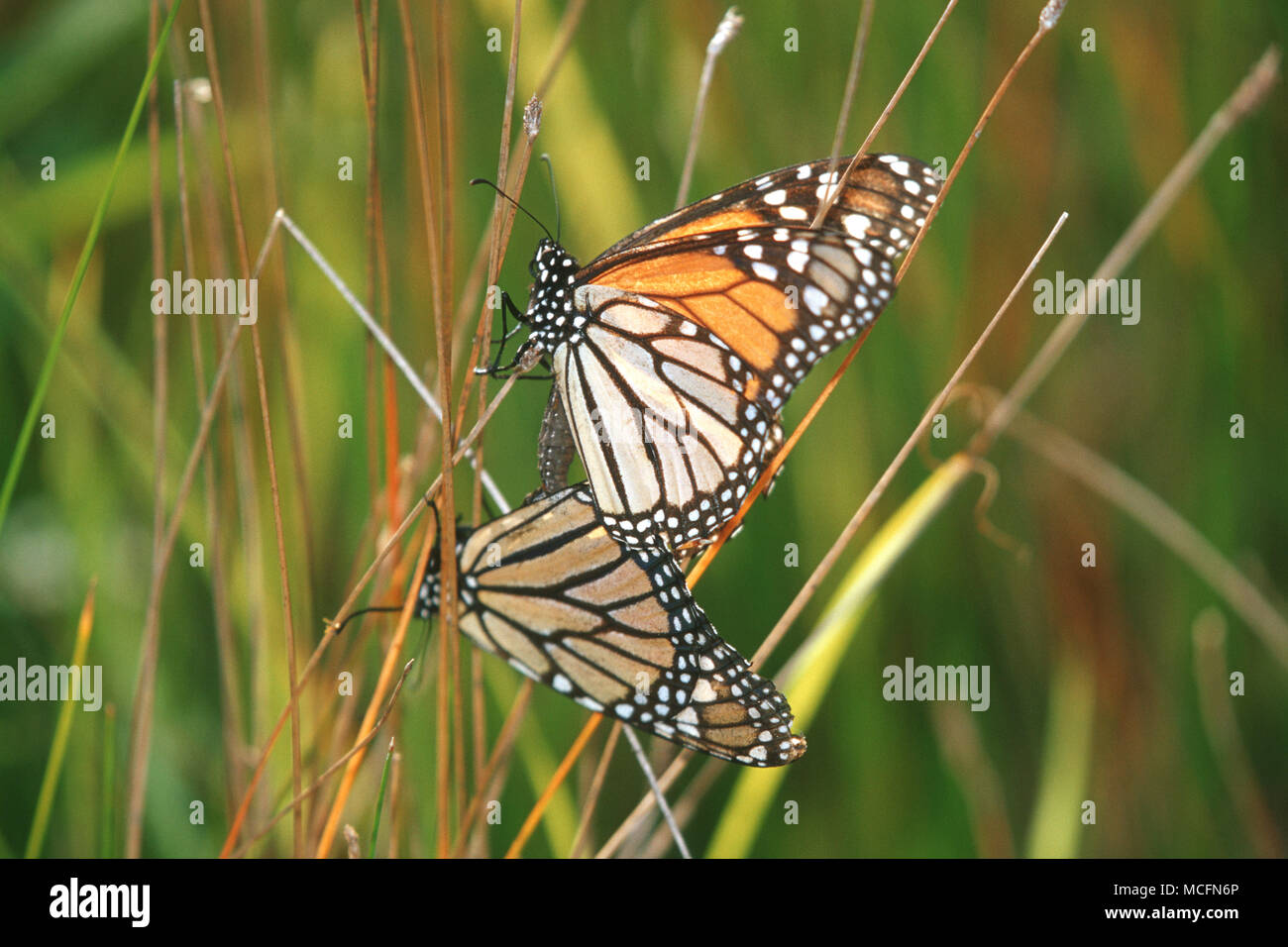 Male and female monarch butterflies hi-res stock photography and images ...