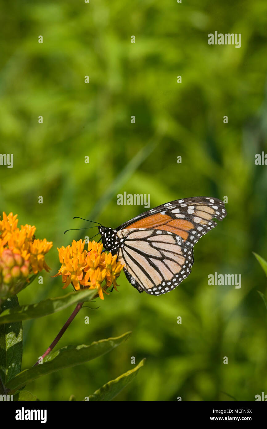 03536-046.06 Monarch (Danaus plexippus) on Butterfly Milkweed ...