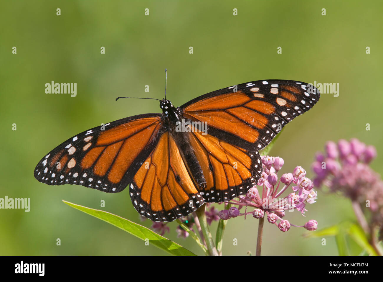 Butterfly Specialists High Resolution Stock Photography and Images - Alamy