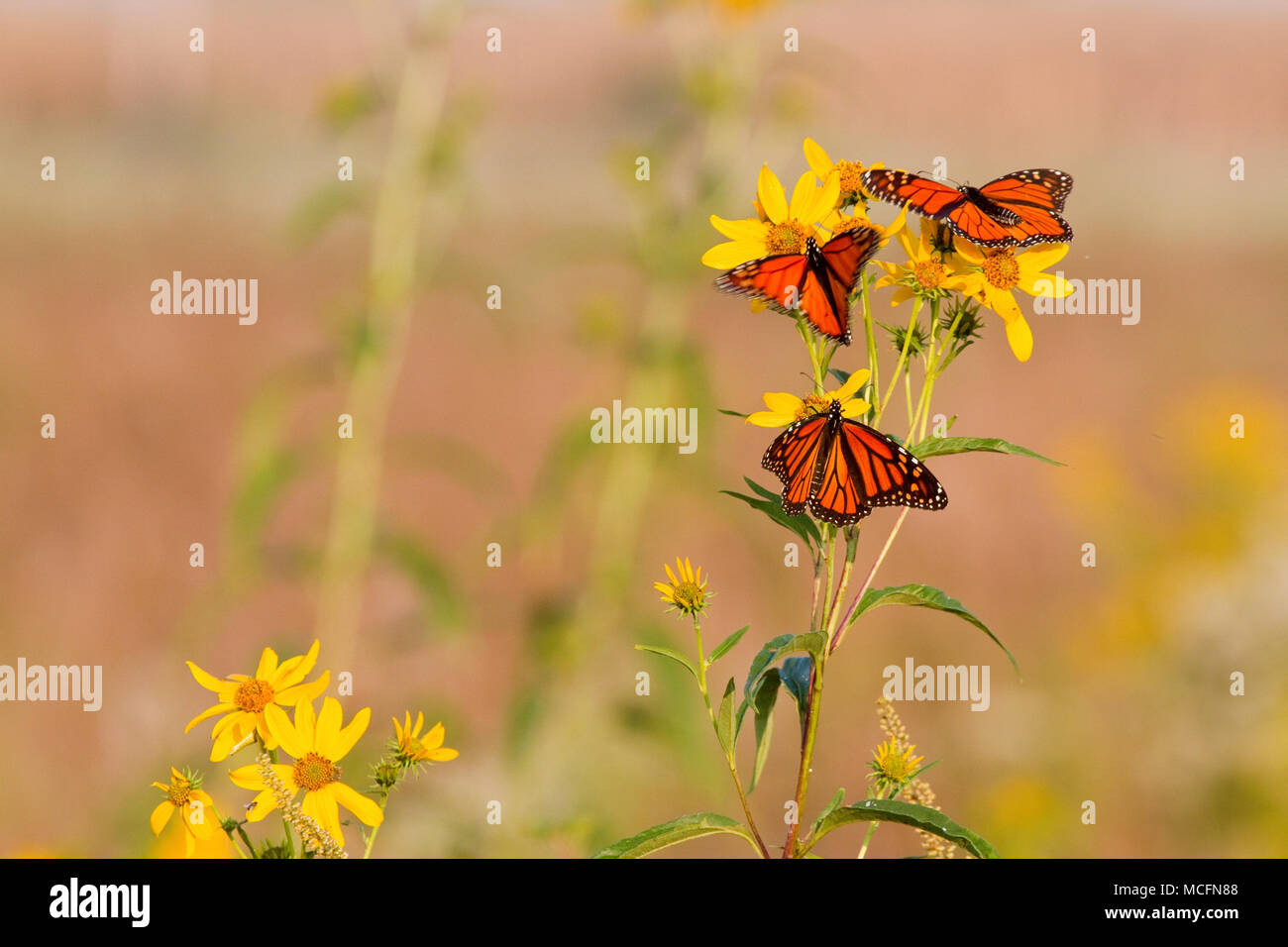 Three monarch butterflies on butterweed at prairie ridge state n hi-res ...