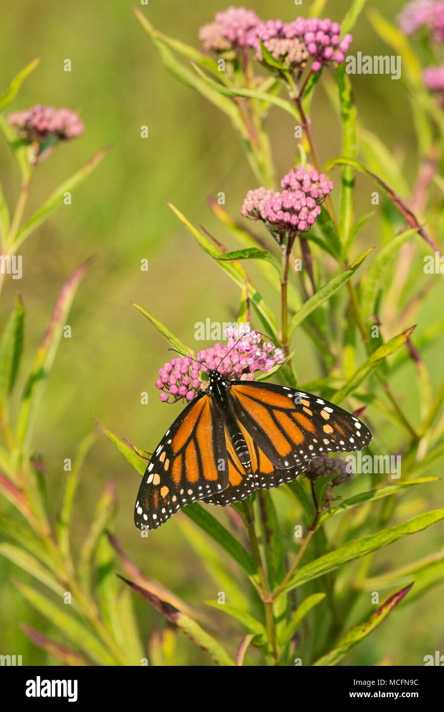 03536-05416 Monarch Butterfly (Danus plexippus) on Swamp Milkweed ...