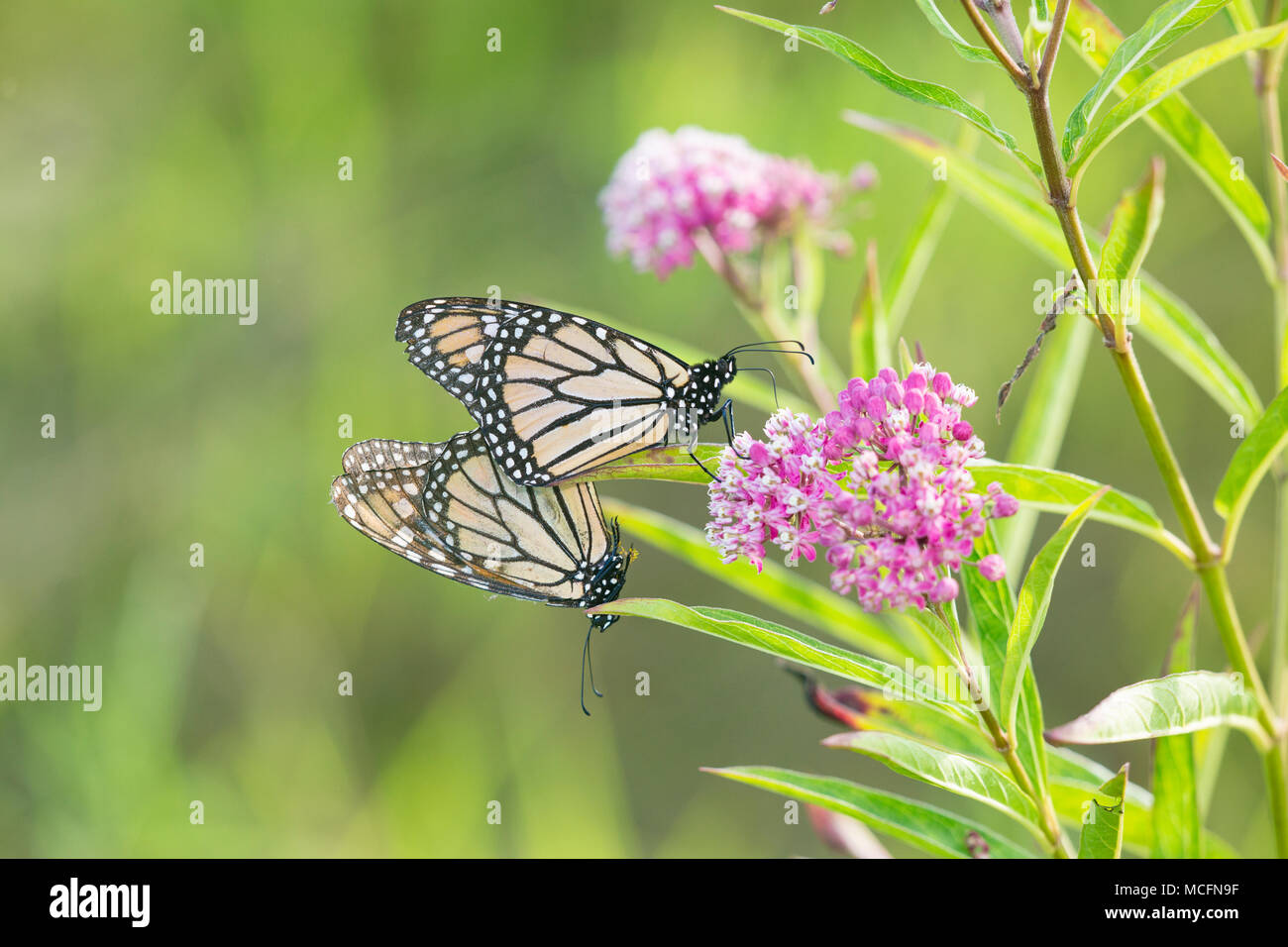 03536-05514 Monarch Butterflies (Danus plexippus) male and female ...