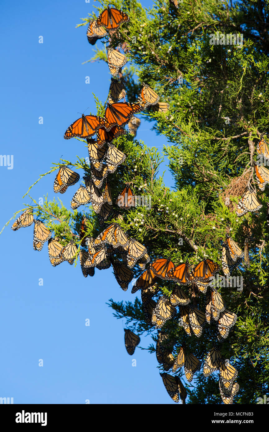 03536-05819 Monarch Butterflies (Danus plexippus) roosting in Eastern ...