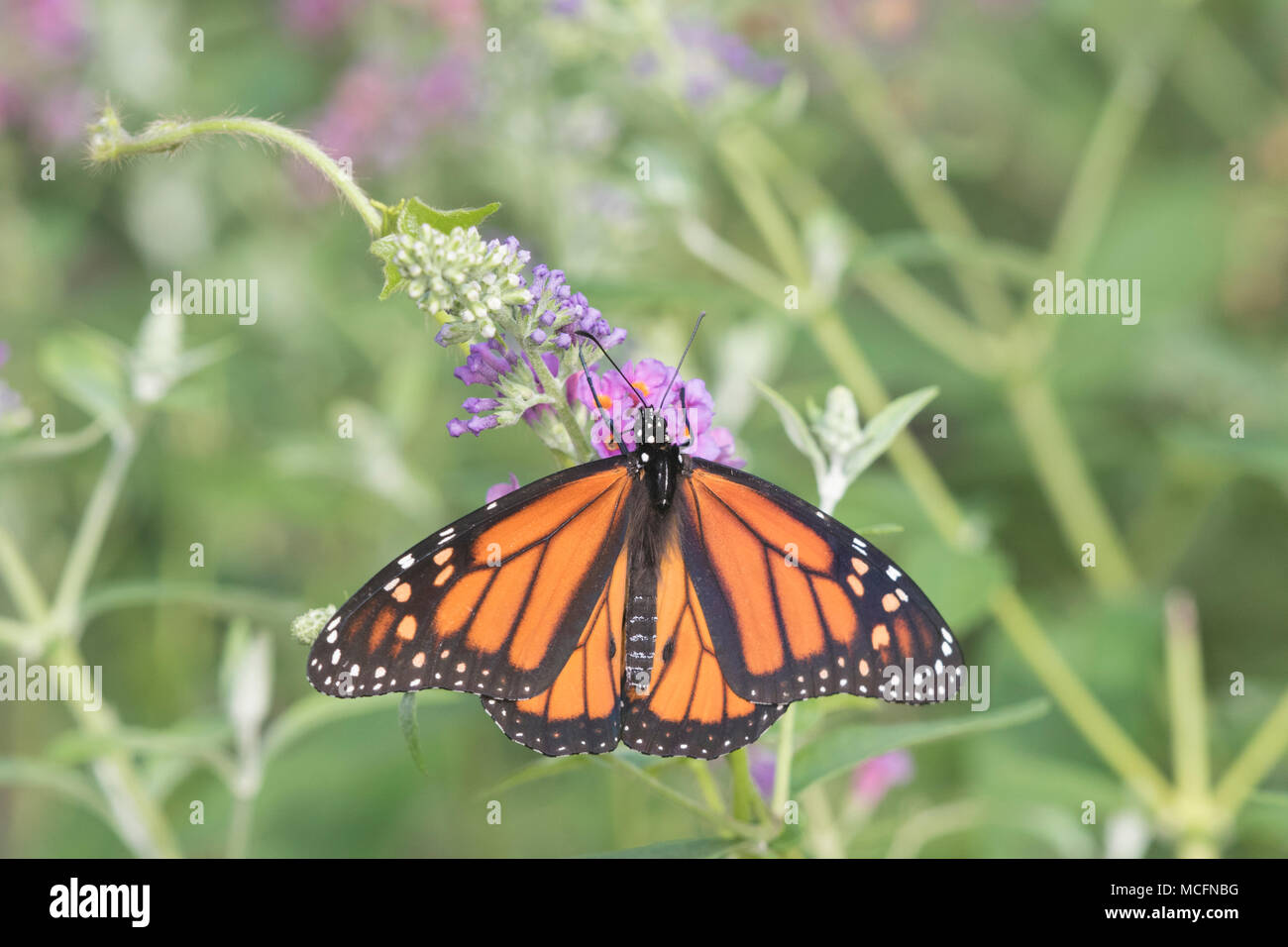 Monarch bush hi-res stock photography and images - Alamy