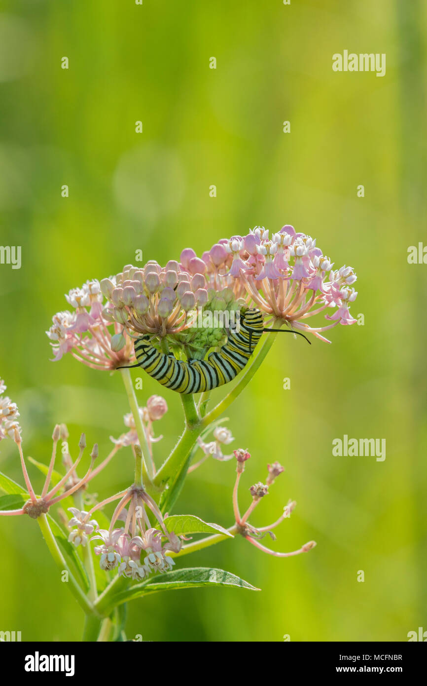 Monarch milkweed larvae hi-res stock photography and images - Alamy