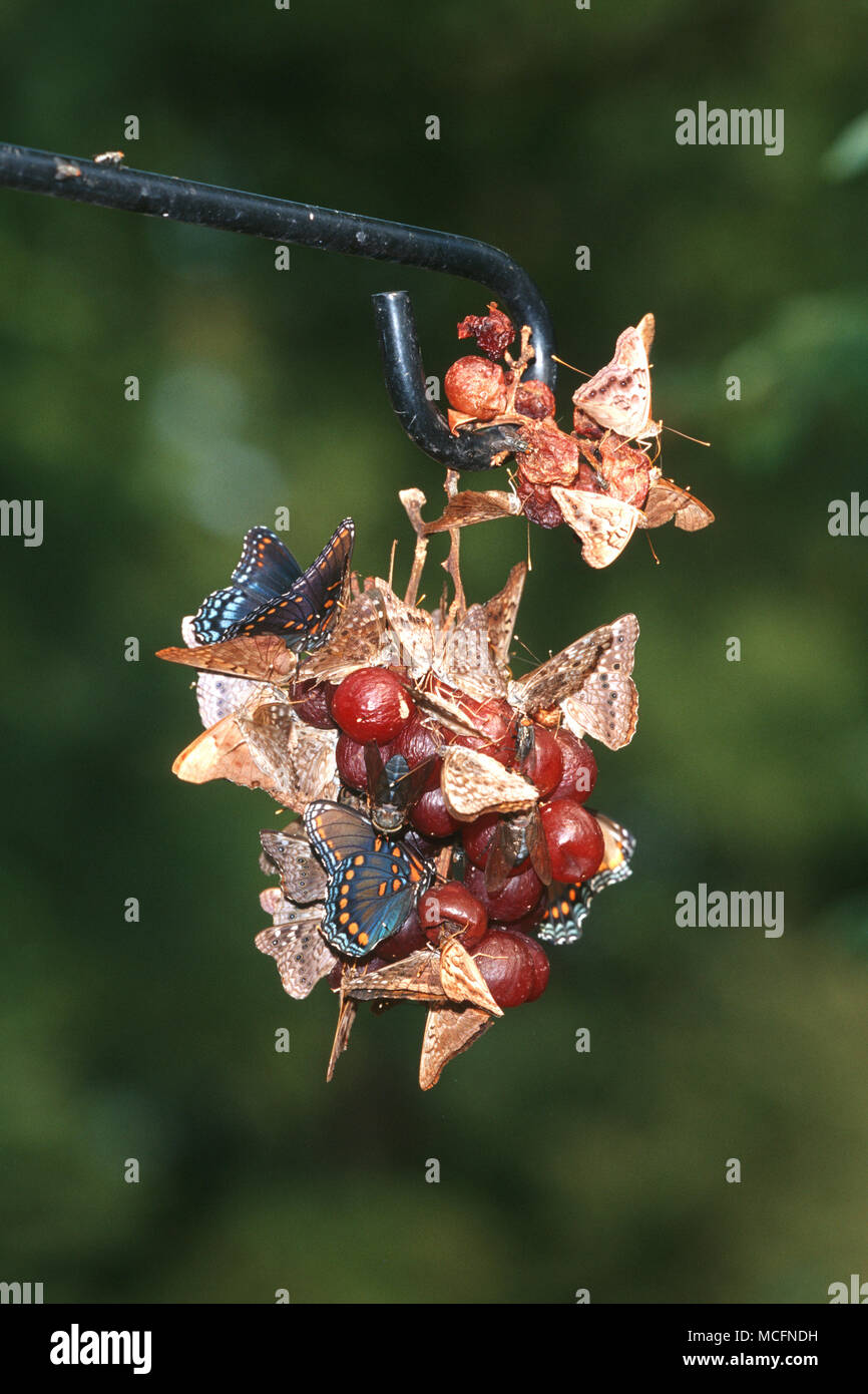 Emperor eating grapes hi-res stock photography and images - Alamy