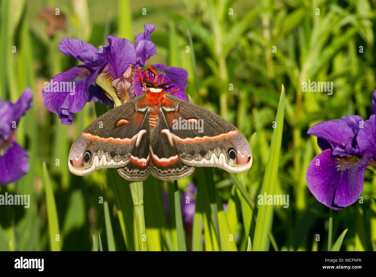 Illinois moth hi-res stock photography and images - Alamy