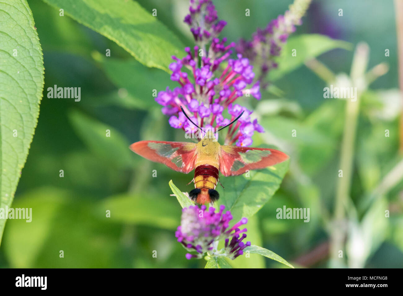 04014-00209 Hummingbird Clearwing (Hemaris thysbe) on Butterfly Bush ...
