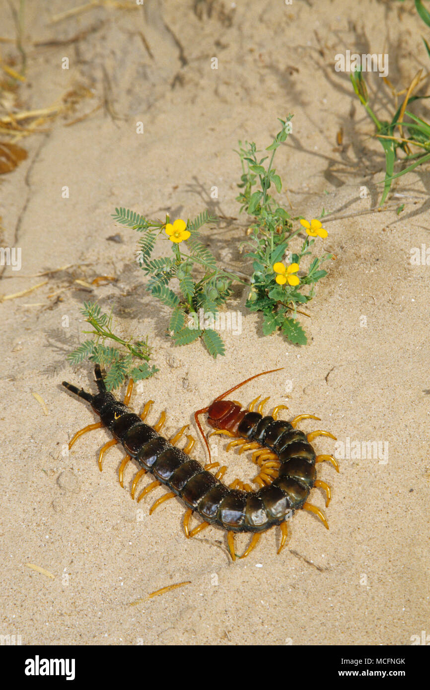 05001-00107 Giant Centipede (Scolopendra heros) Starr Co, TX Stock ...
