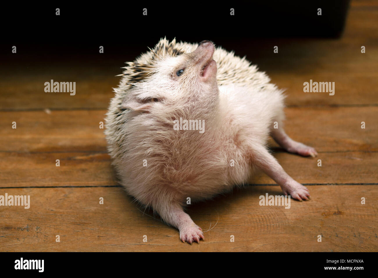 Little hedgehog lay down on floor and turn the face upwards Stock Photo ...