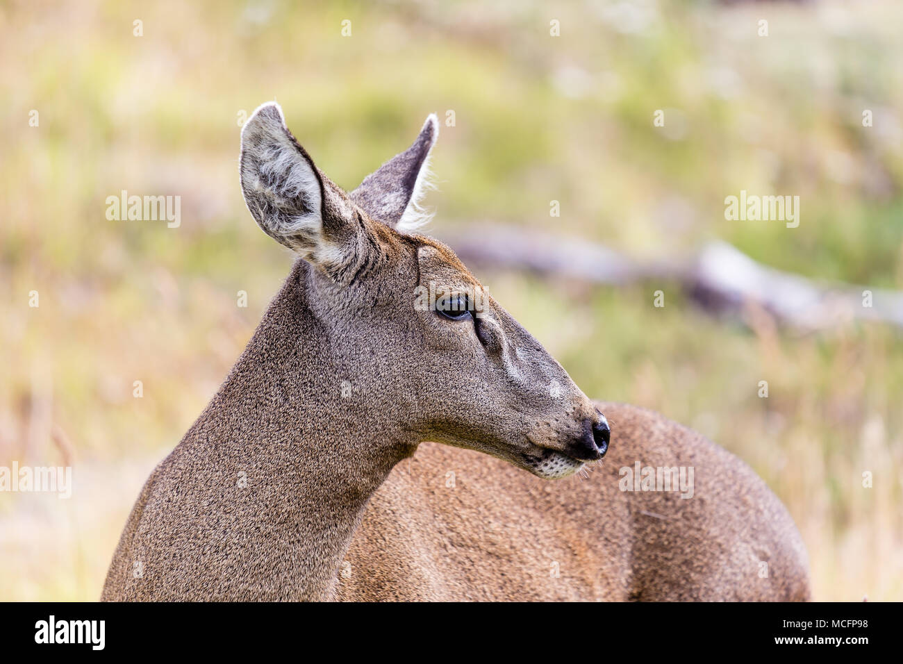 Guemal , Hippocamelus bisulcus, in deep snow on a mountain side in ...